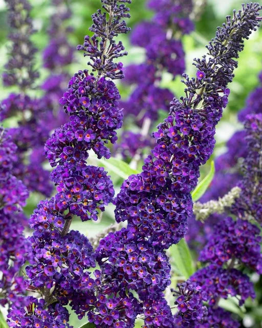 Black Knight – Hunterdon Tree & Shrub